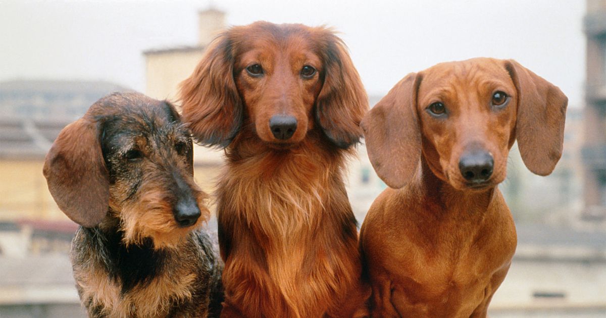 All About Dachshunds - Sweet Daisy Dachshund