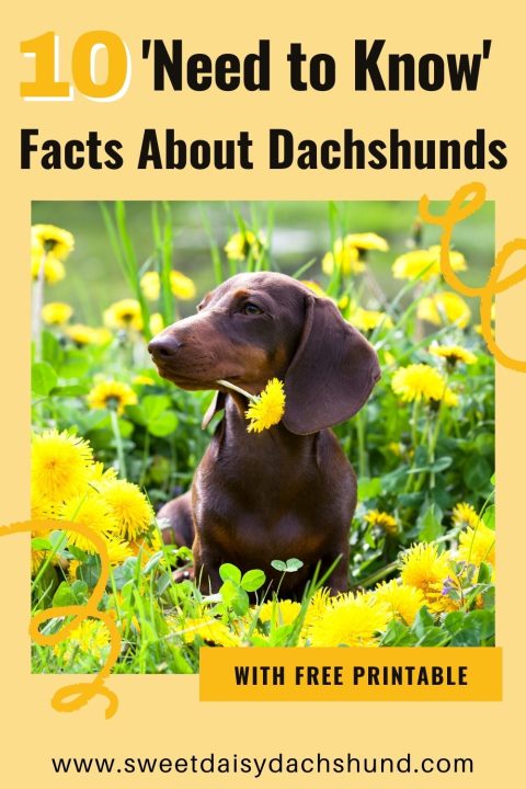 10 'Need To Know' Facts About Dachshunds - Sweet Daisy Dachshund