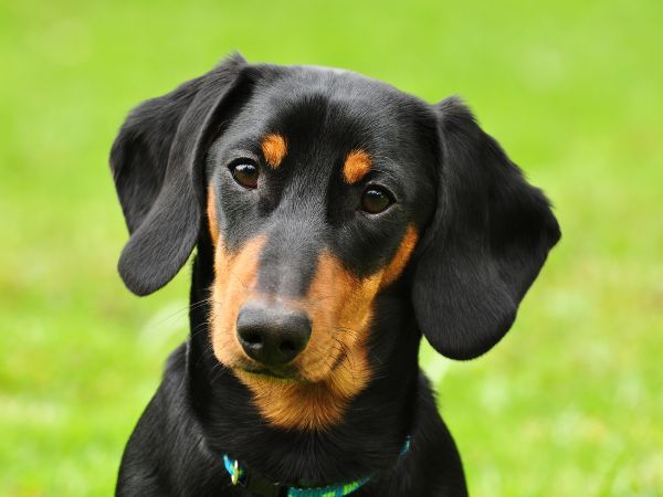15 Most Common Dachshund Personality Traits - Sweet Daisy Dachshund