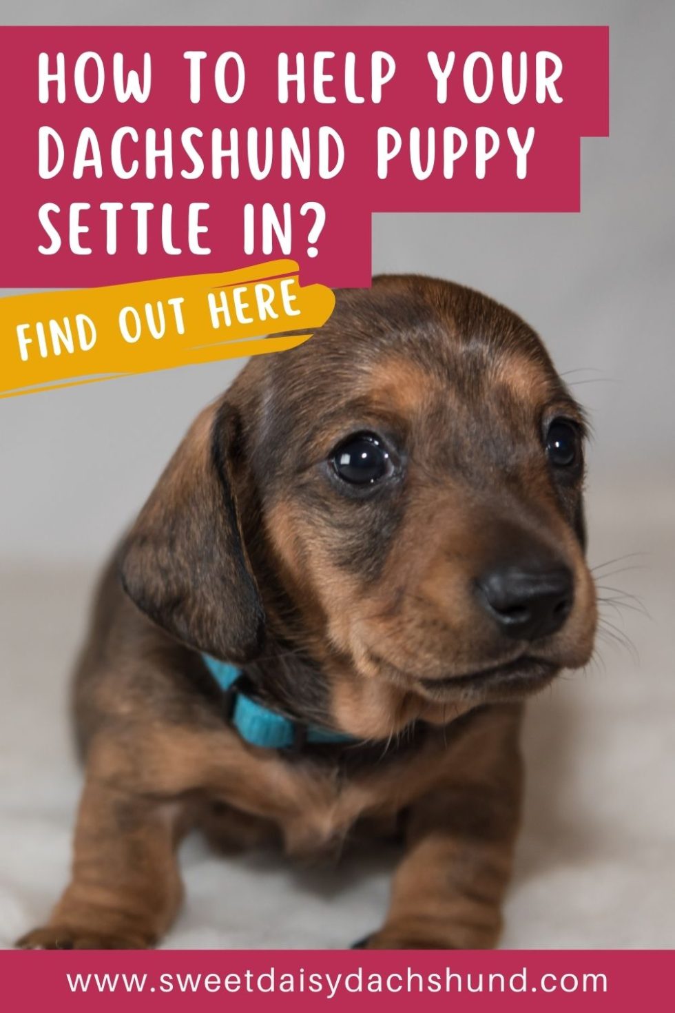 How To Help Your Dachshund Puppy Settle In? - Sweet Daisy Dachshund
