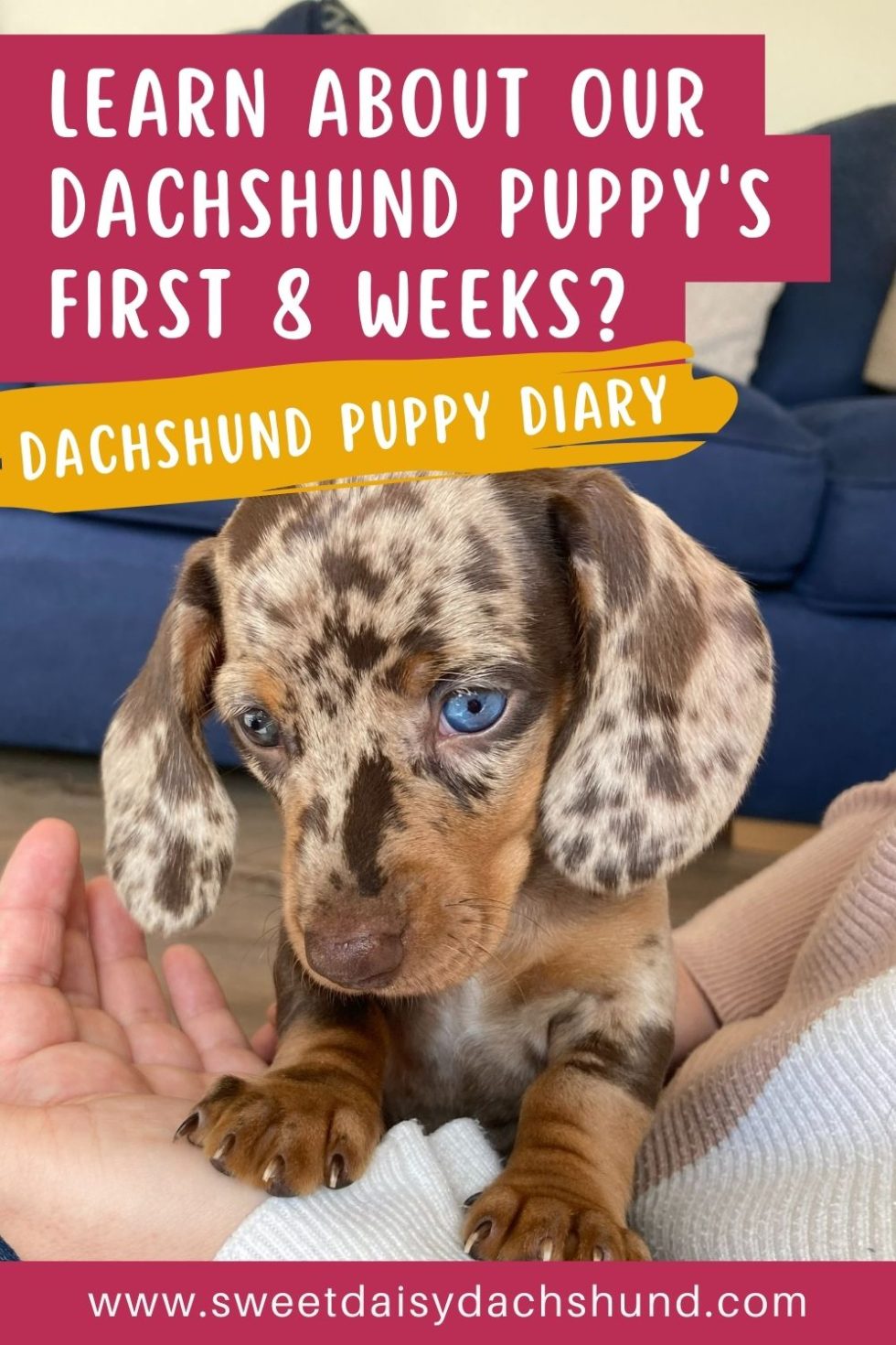 Our Dachshund Puppy's First 8 Weeks - Sweet Daisy Dachshund