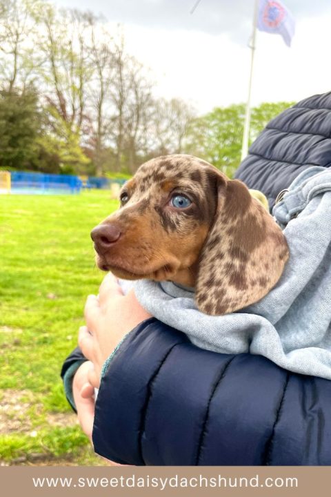 How Is Our Dachshund Puppy Doing At 10 Weeks Old? - Sweet Daisy Dachshund