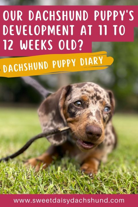Our Dachshund Puppy's Development at 11 to 12 Weeks Old - Sweet Daisy ...
