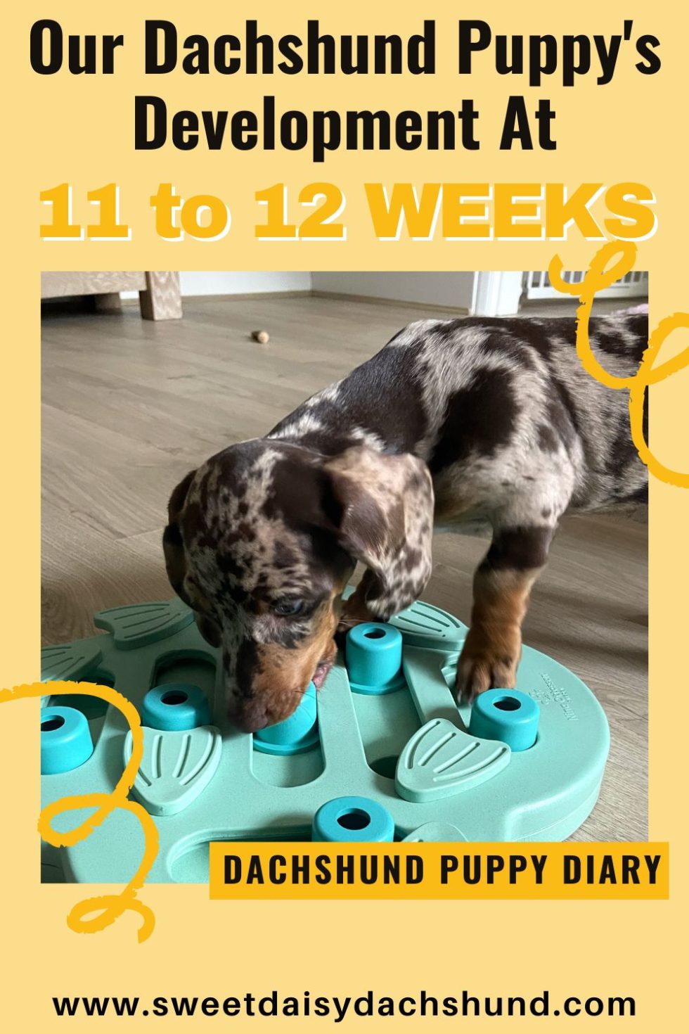 Our Dachshund Puppy's Development at 11 to 12 Weeks Old - Sweet Daisy ...