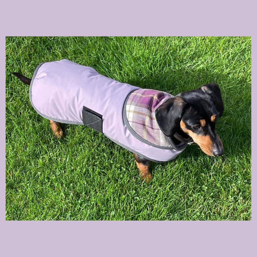 10 Best Dachshund Winter Coats! - Sweet Daisy Dachshund